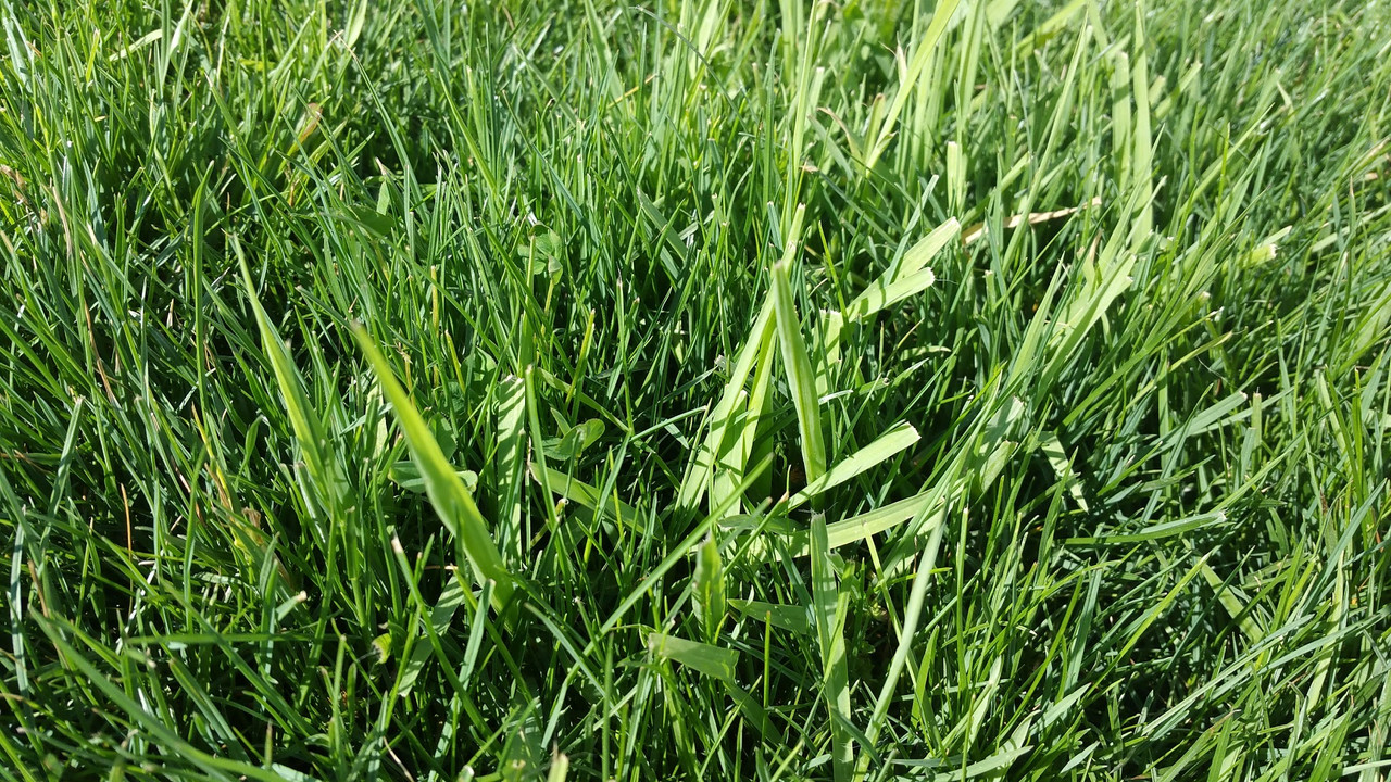 Weed 3 — Postimages