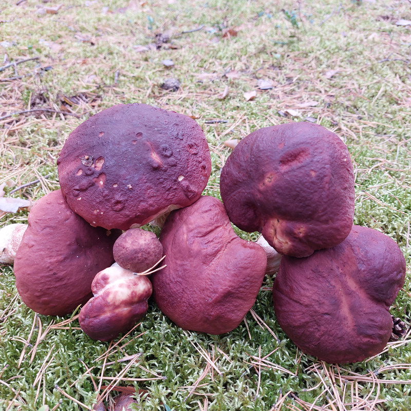 20250918 125639 — Postimages