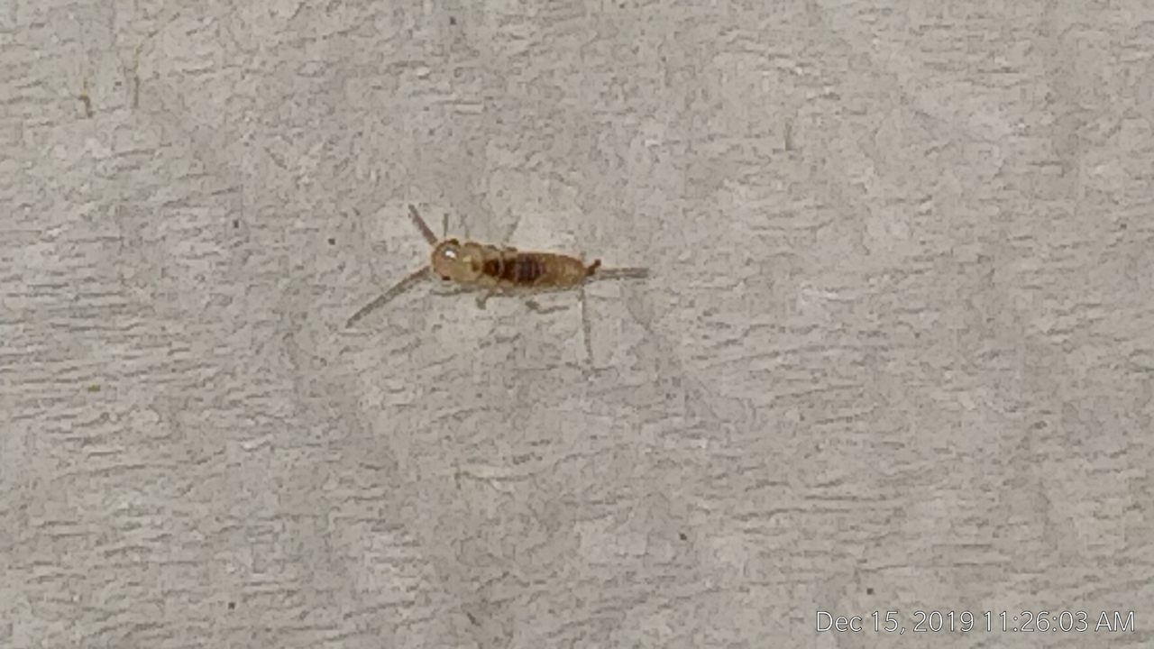 Southwest Florida: Is this a Booklouse or Silverfish nymph? : whatsthisbug