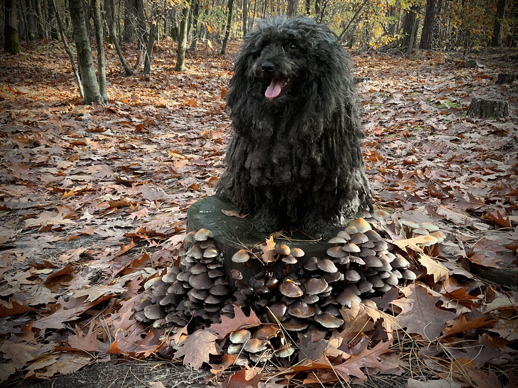 8349 BE70 29 D0 483 E A3 BC CE90 B5 AE87 E1 — Postimages