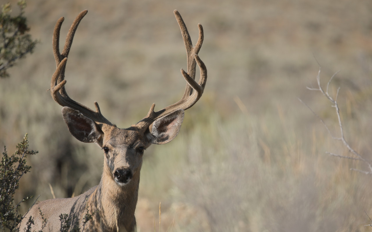 Yard Buck Made It - 24hourcampfire