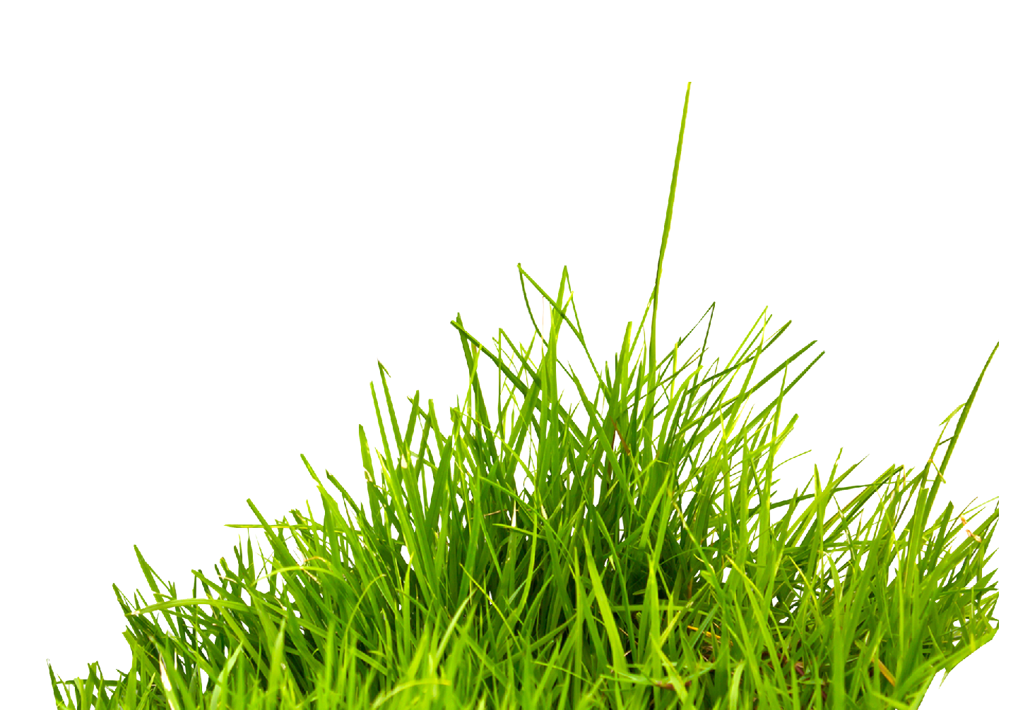 tall grass — Postimages