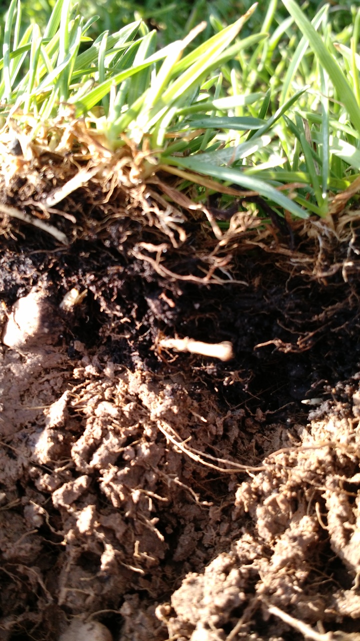 Root 2 — Postimages