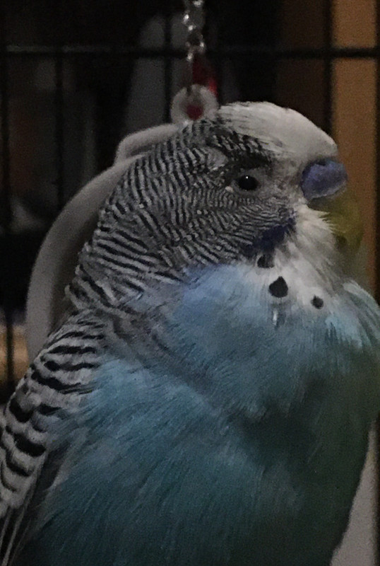 IMG 4036 — Postimages