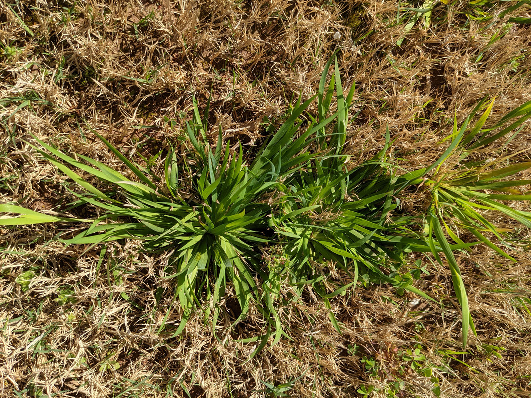 Grassy Weed Identification? | Lawn Care Forum