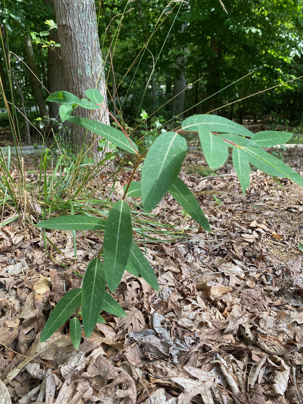 IMG 4585 — Postimages