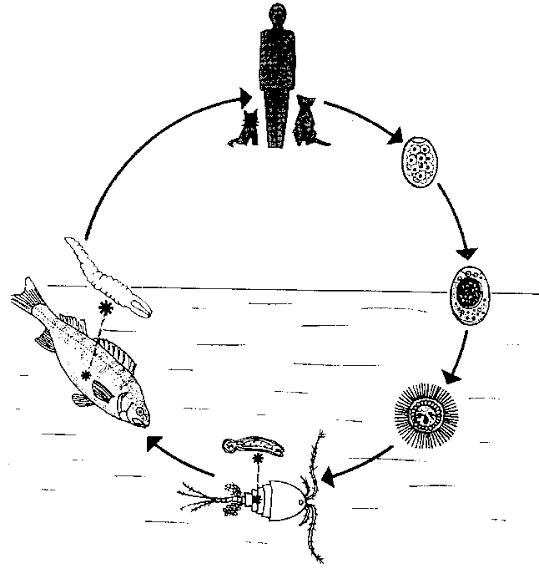 IMG 20241125 204226 427 — Postimages