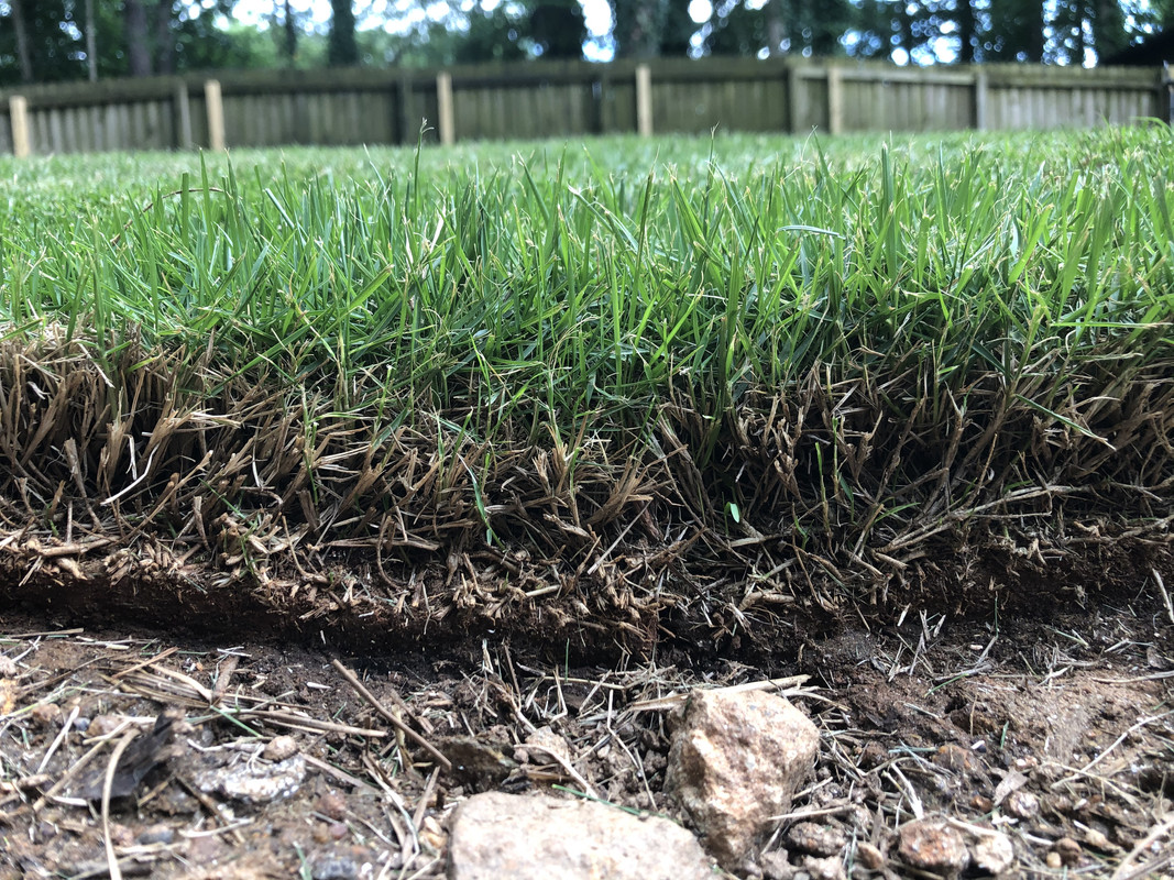 New Zoysia sod THATCH question?????? | Lawn Care Forum