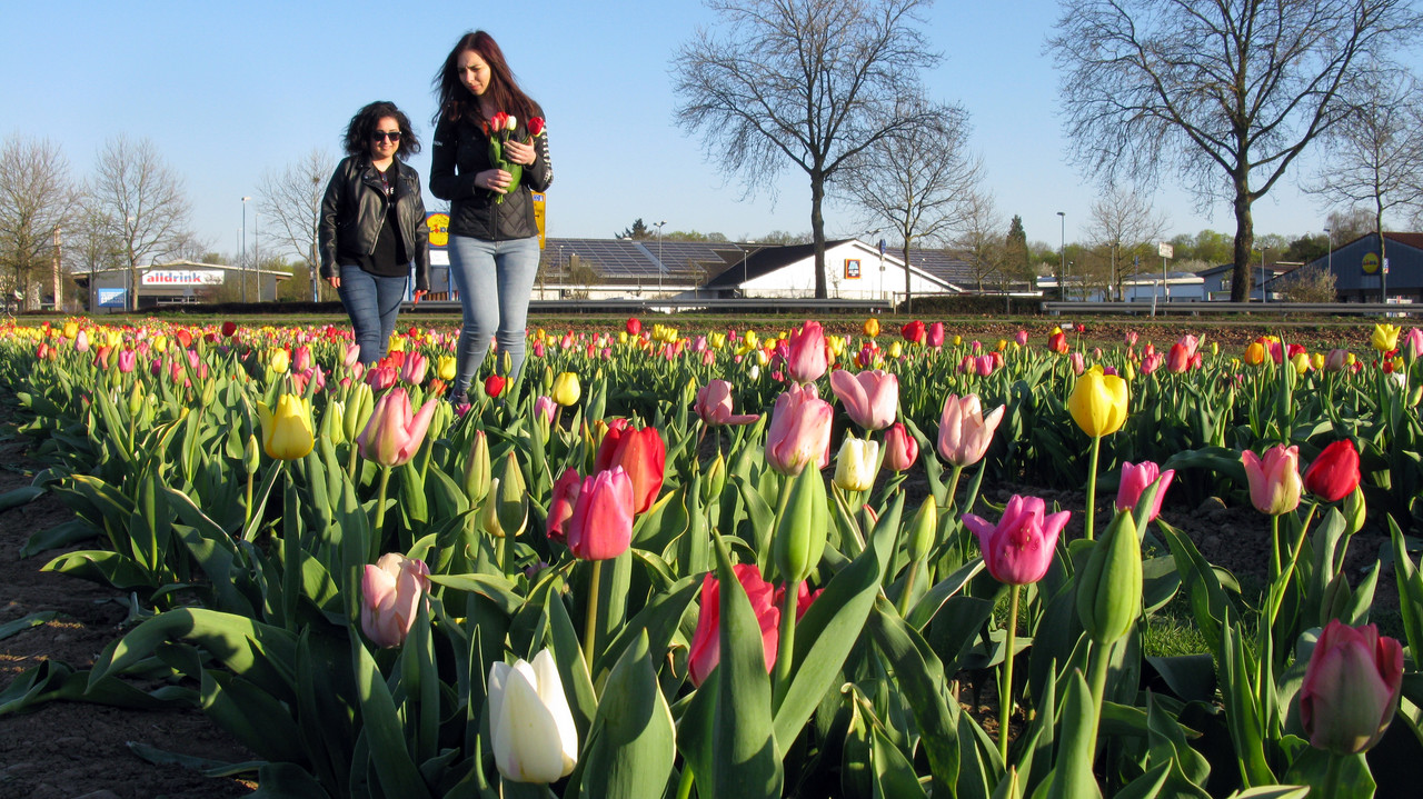 IMG 6380 — Postimages