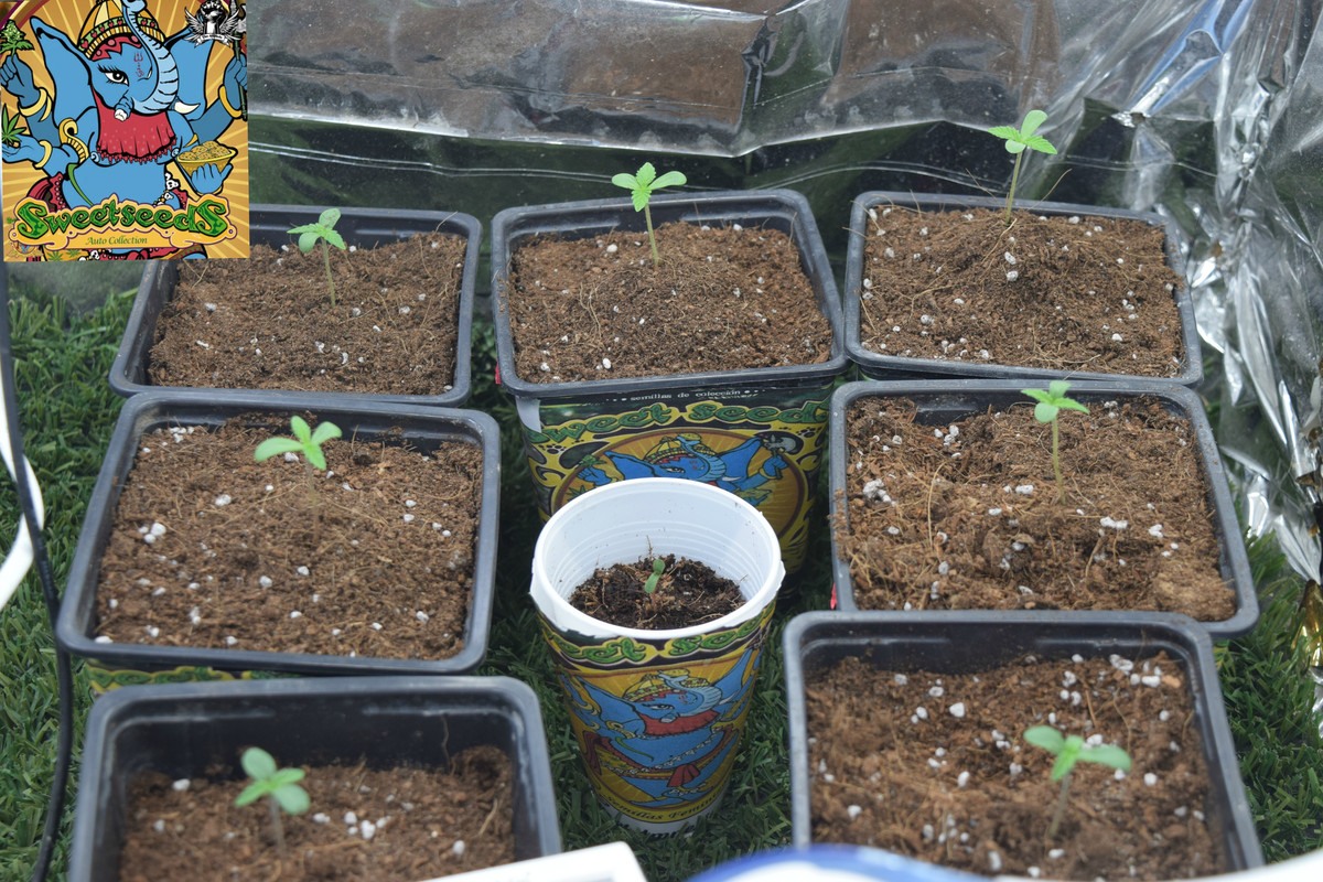 DSC 0242 1 — Postimages