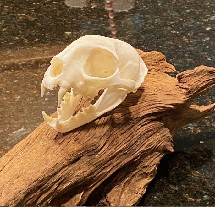 2026 Dead Critter Thread …. - 24hourcampfire