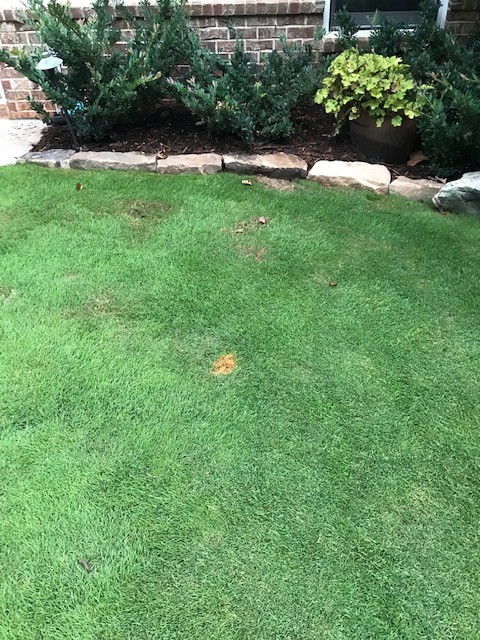 Random Yellow Spots In Zoysia Lawn Care Forum