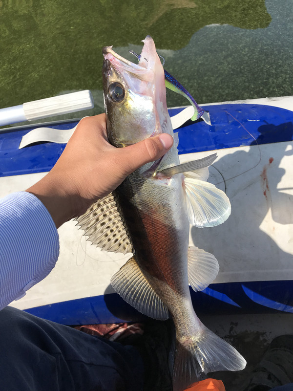 image2 (8) — Postimages