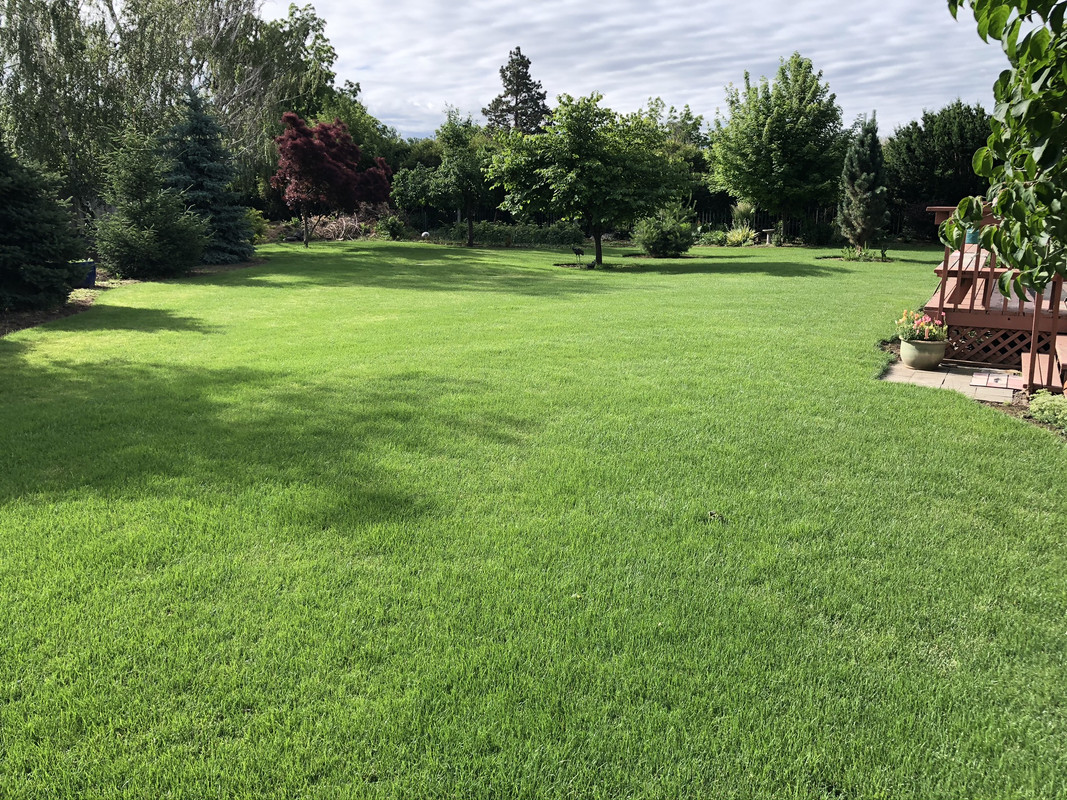 Bentgrass and Tenacity | Lawn Care Forum