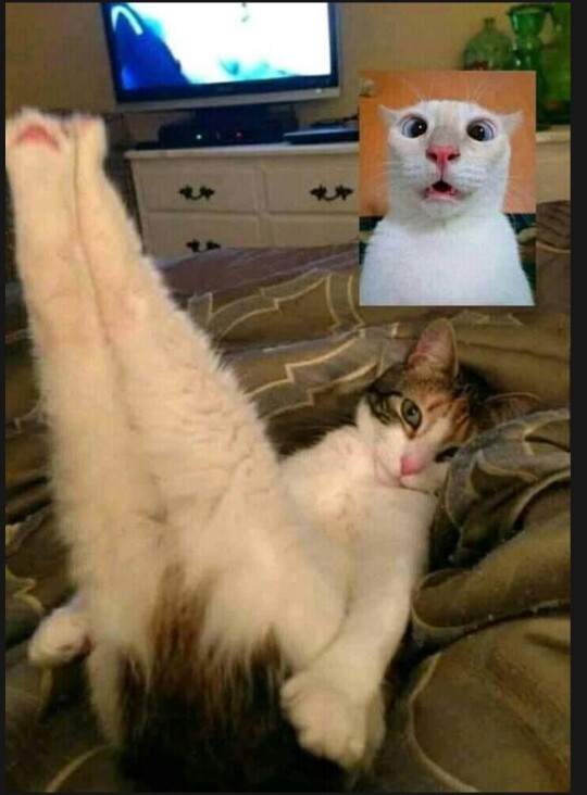 Cat post malone gets flashed on facetime. NSFW : r/funny