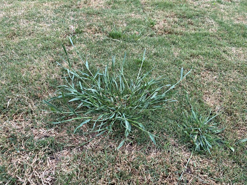 Clumping type weed help | Lawn Care Forum