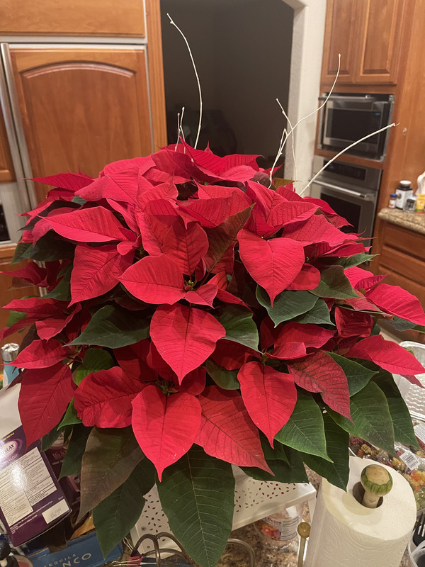 IMG 9451 — Postimages