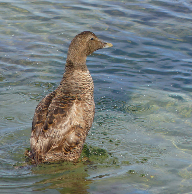 EIDER DUCK 20 150624 — Postimages