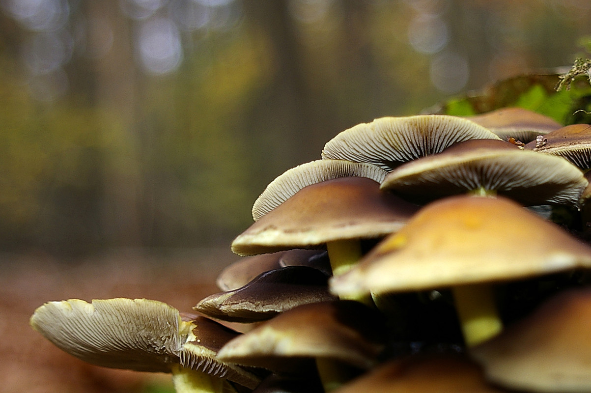 Mushrooms in the forest - PentaxForums.com