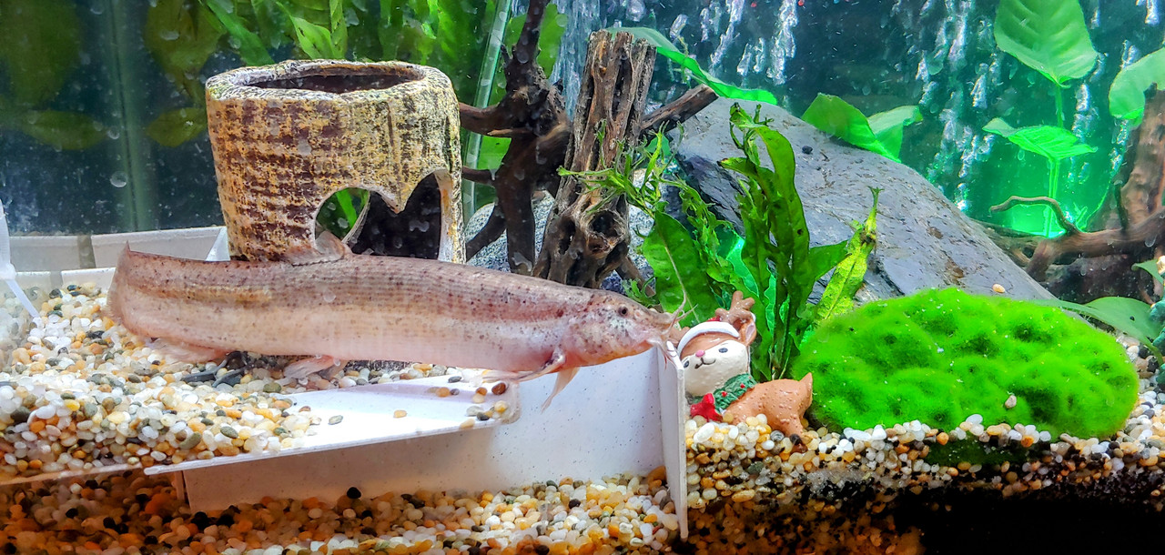 bro chillin : r/loaches