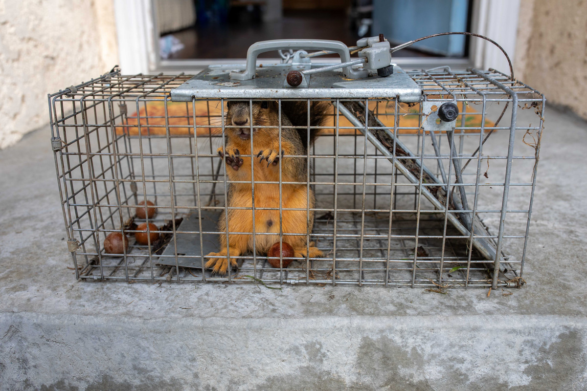 8 U1 A8252 Eastern Fox Squirrel Caught in Cage (12 22 2024) — Postimages