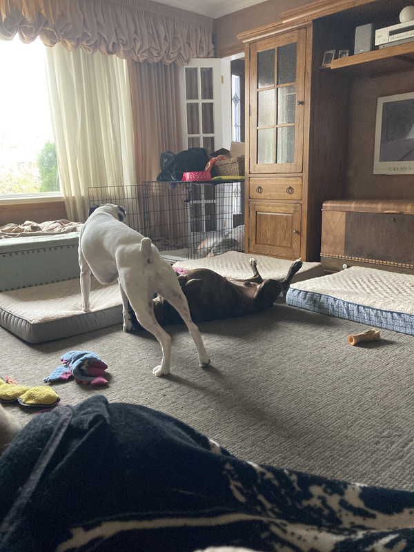 Rose and Hank — Postimages