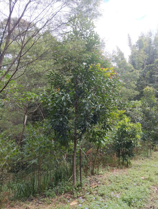 Imagepipe 1390 — Postimages