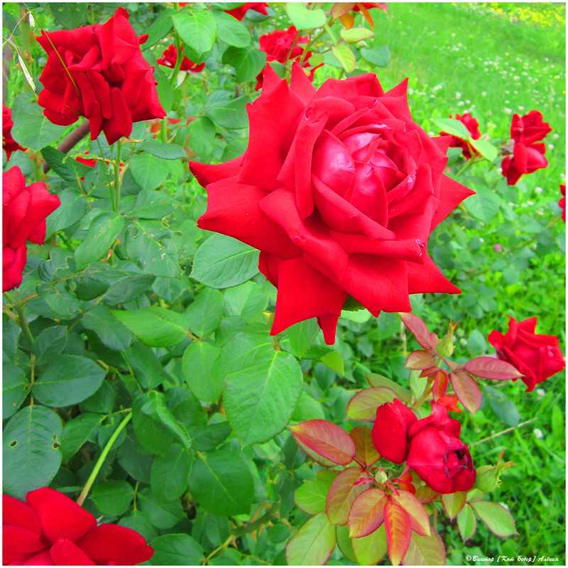 IMG 7576 копия — Postimages