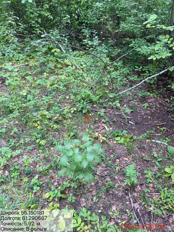 IMG 1464 — Postimages