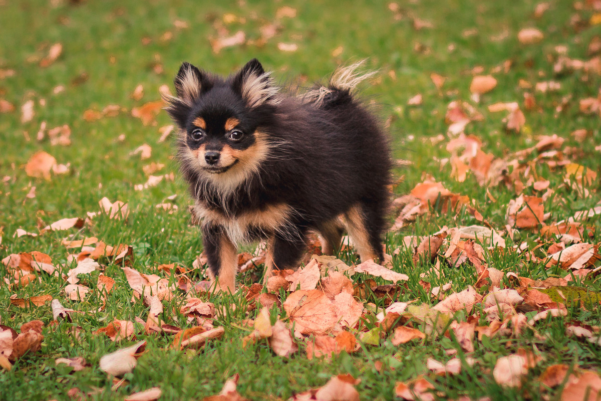 IMG 6863 — Postimages