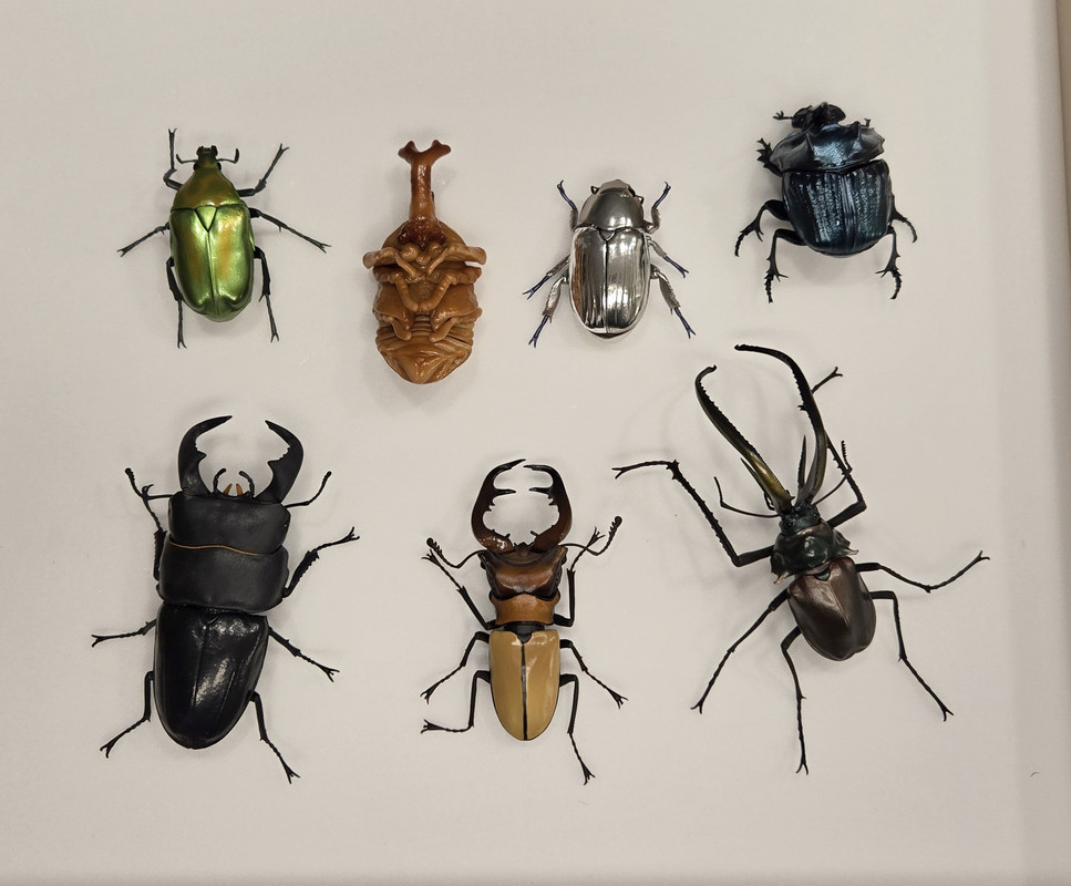 Beetles late224 — Postimages