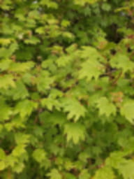 Maple Leaves — Postimages