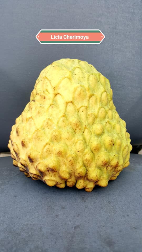 Licia Fruit — Postimages