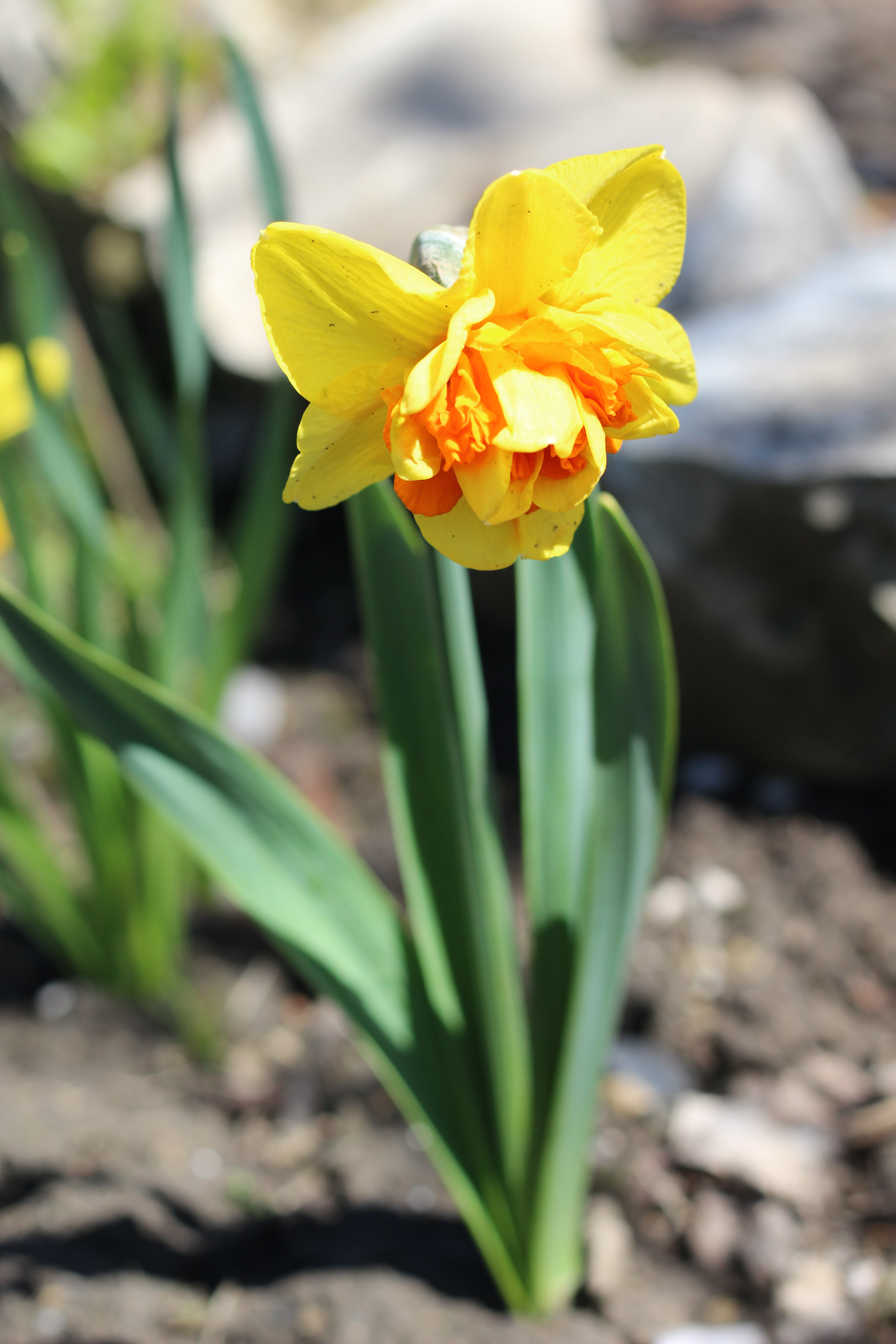 Sizzling fire — Postimages