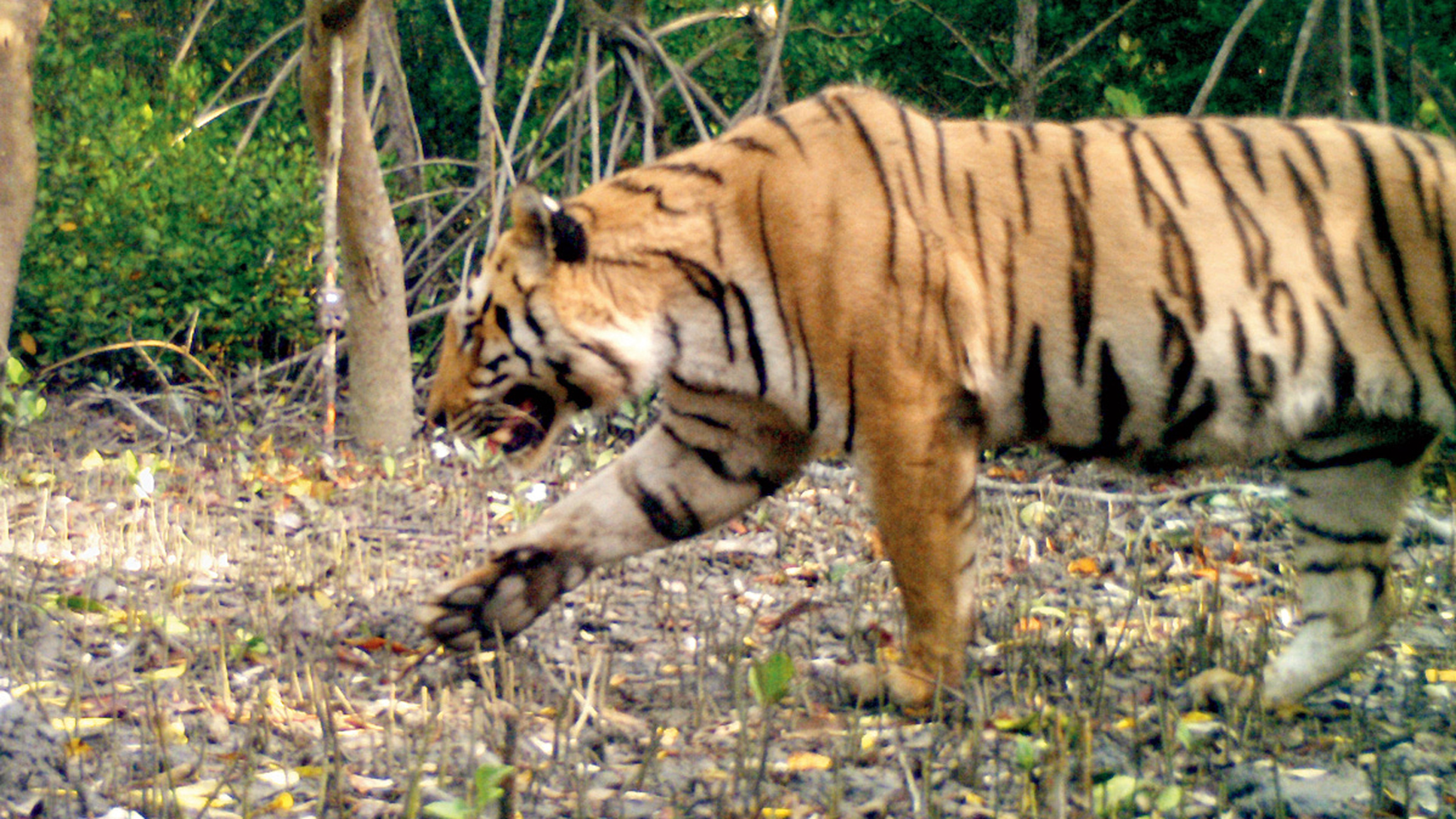The Sundarban Tiger