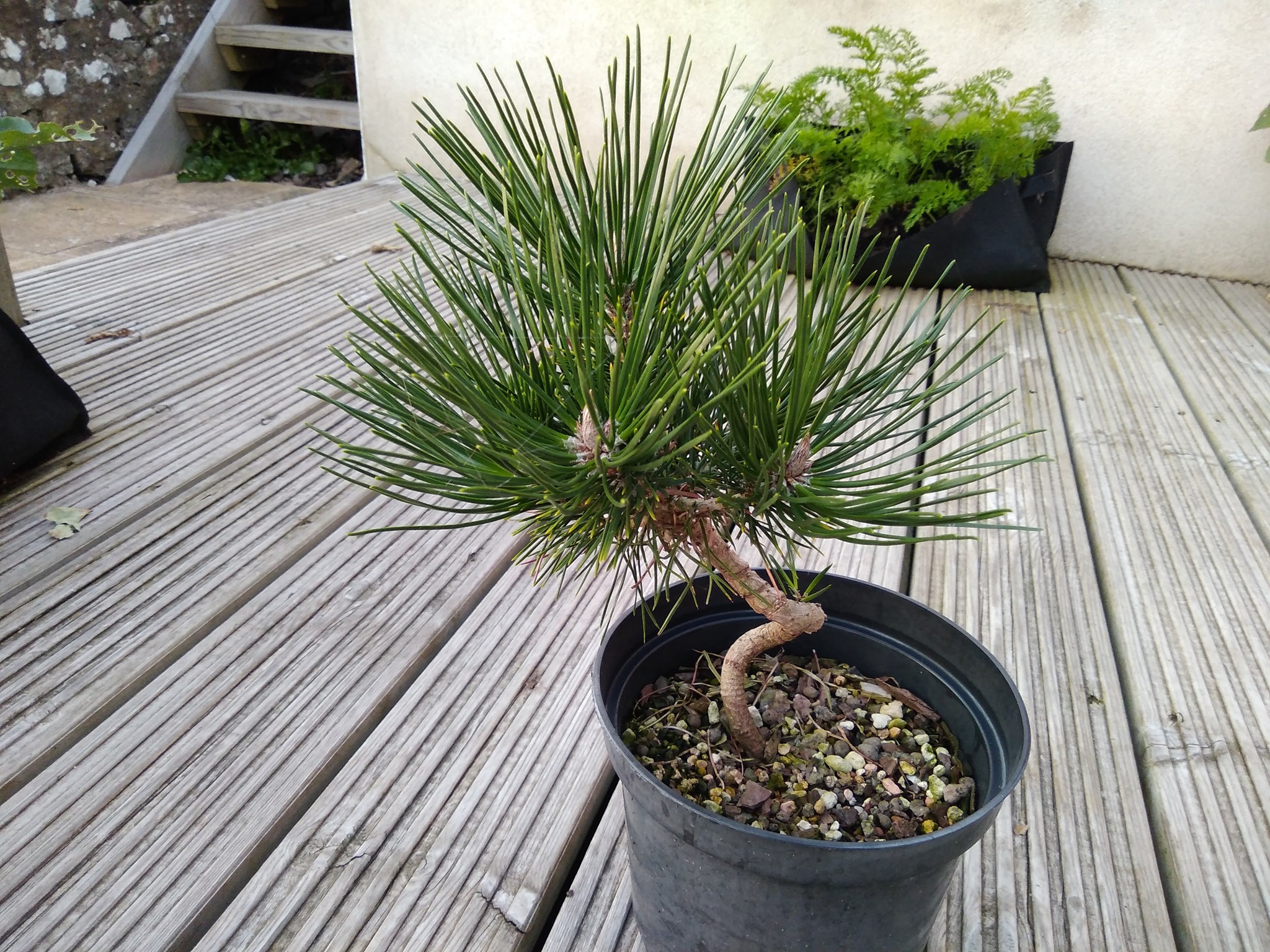 sam bonsai — Postimages