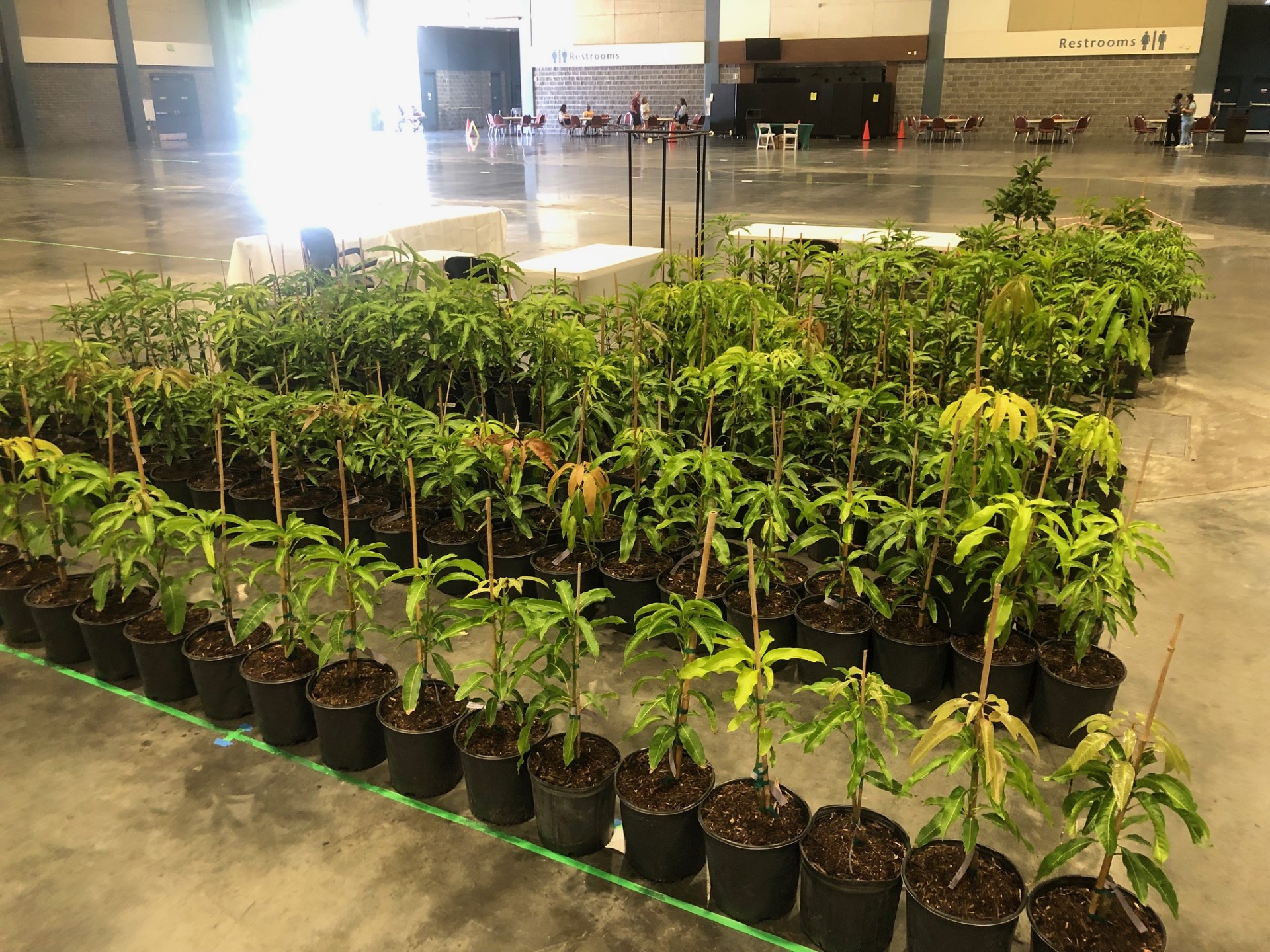 Mango Fest Set Up5 — Postimages