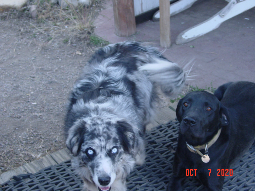 Izzy and Woody — Postimages