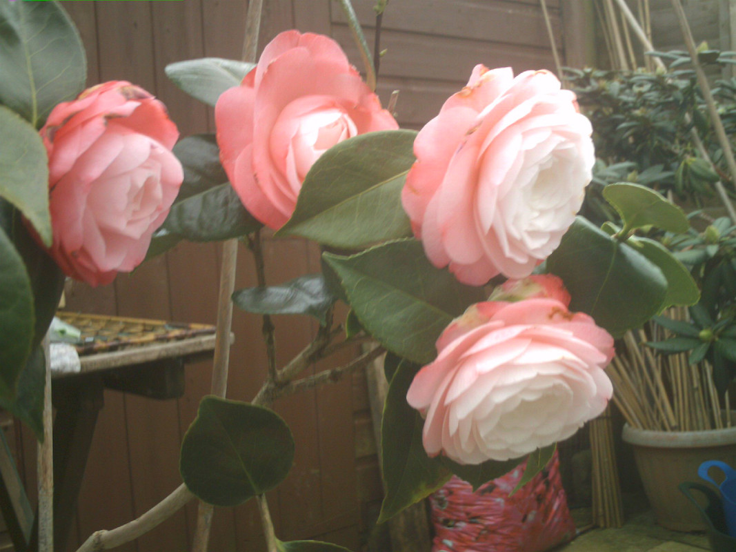 Early flowers April 20 008 — Postimages