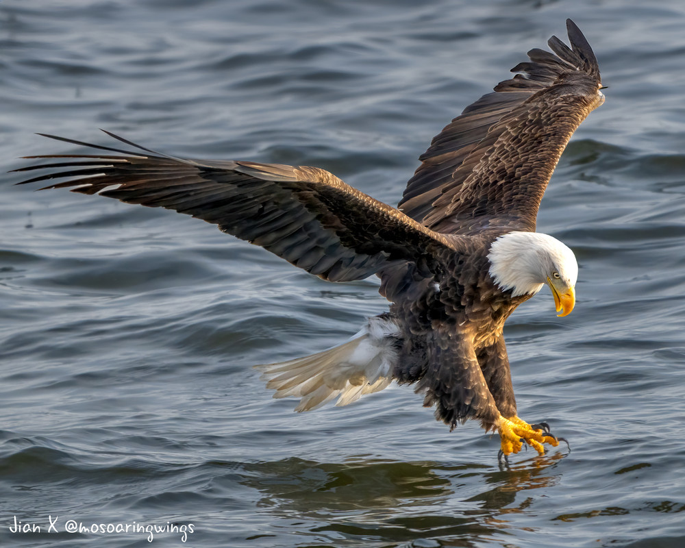 Z8 W7083 SW — Postimages