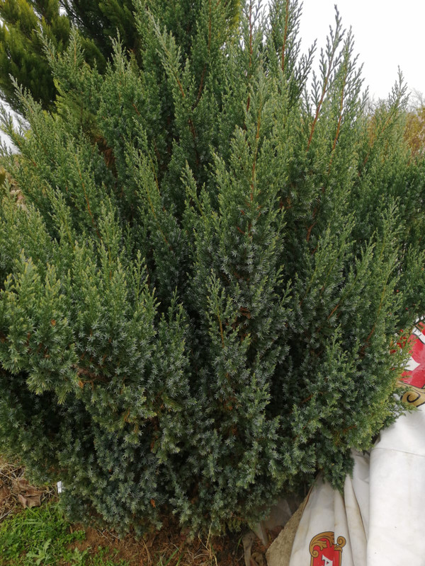 F2284 BDF 4 F5 D 4259 9 F51 75 B829 FD94 ED — Postimages