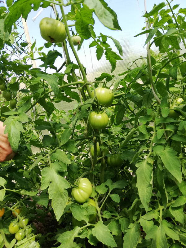 IMG 20200630 155131 — Postimages