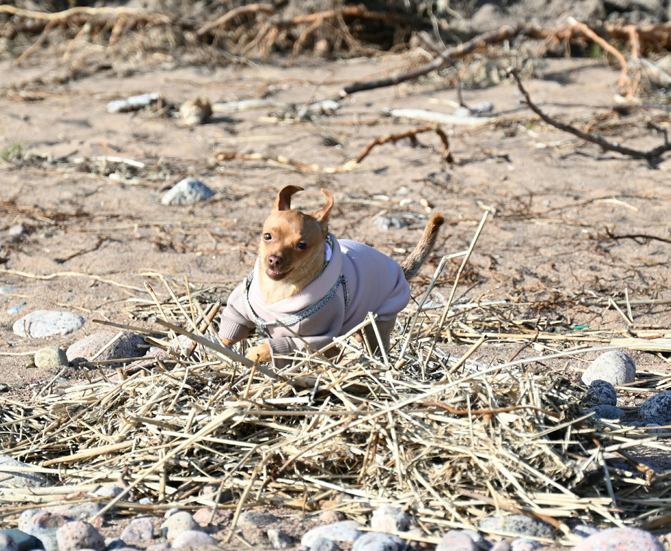 DSC 0798 16 18 38 — Postimages