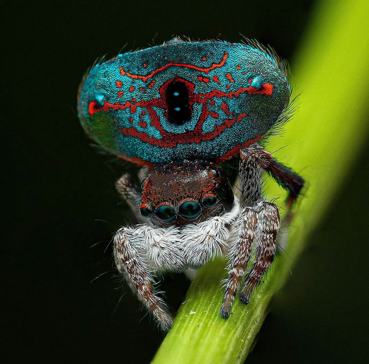 Spidi 1 Copy — Postimages