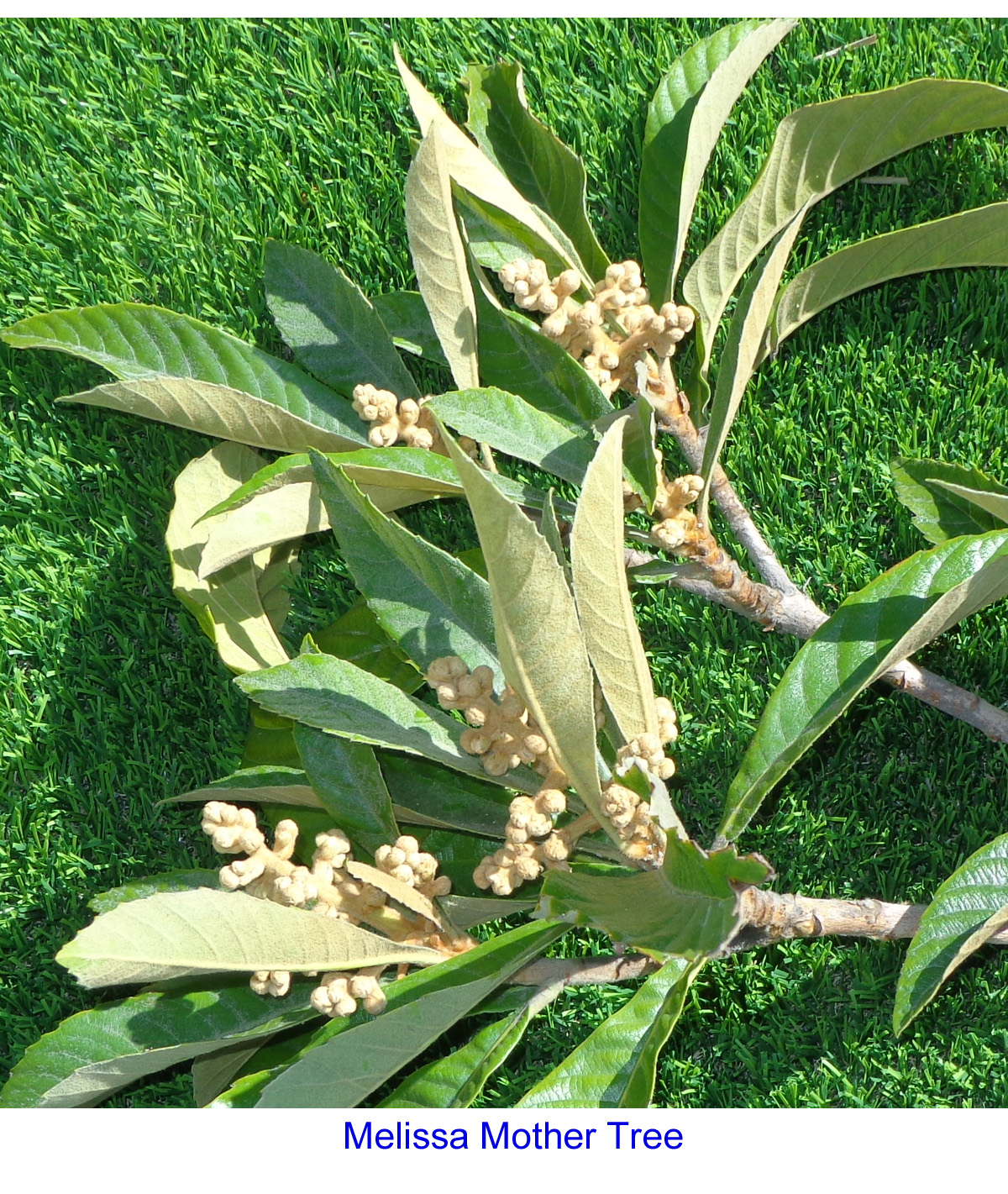 Melissa Tree Trim 7 Flowers — Postimages