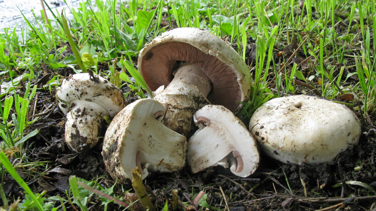 Agaricus bitorquis AWP 201905 11 — Postimages