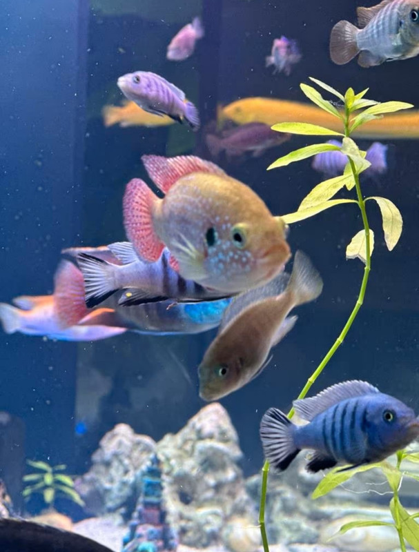 Screenshot 20240426 095215 — Postimages