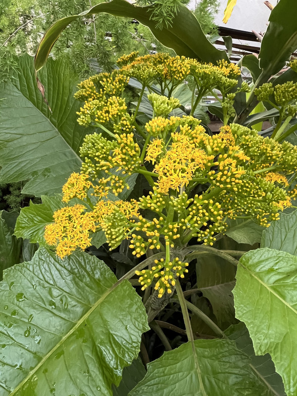 IMG 0283 — Postimages