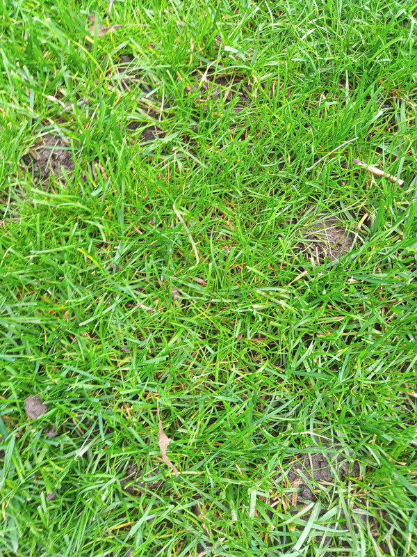 Two types of grass in lawn (patches) | Lawn Care Forum