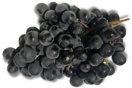 Jual Bibit Anggur Hitam Tanpa Biji Stek Batang Di Seller Ud Berkah ...